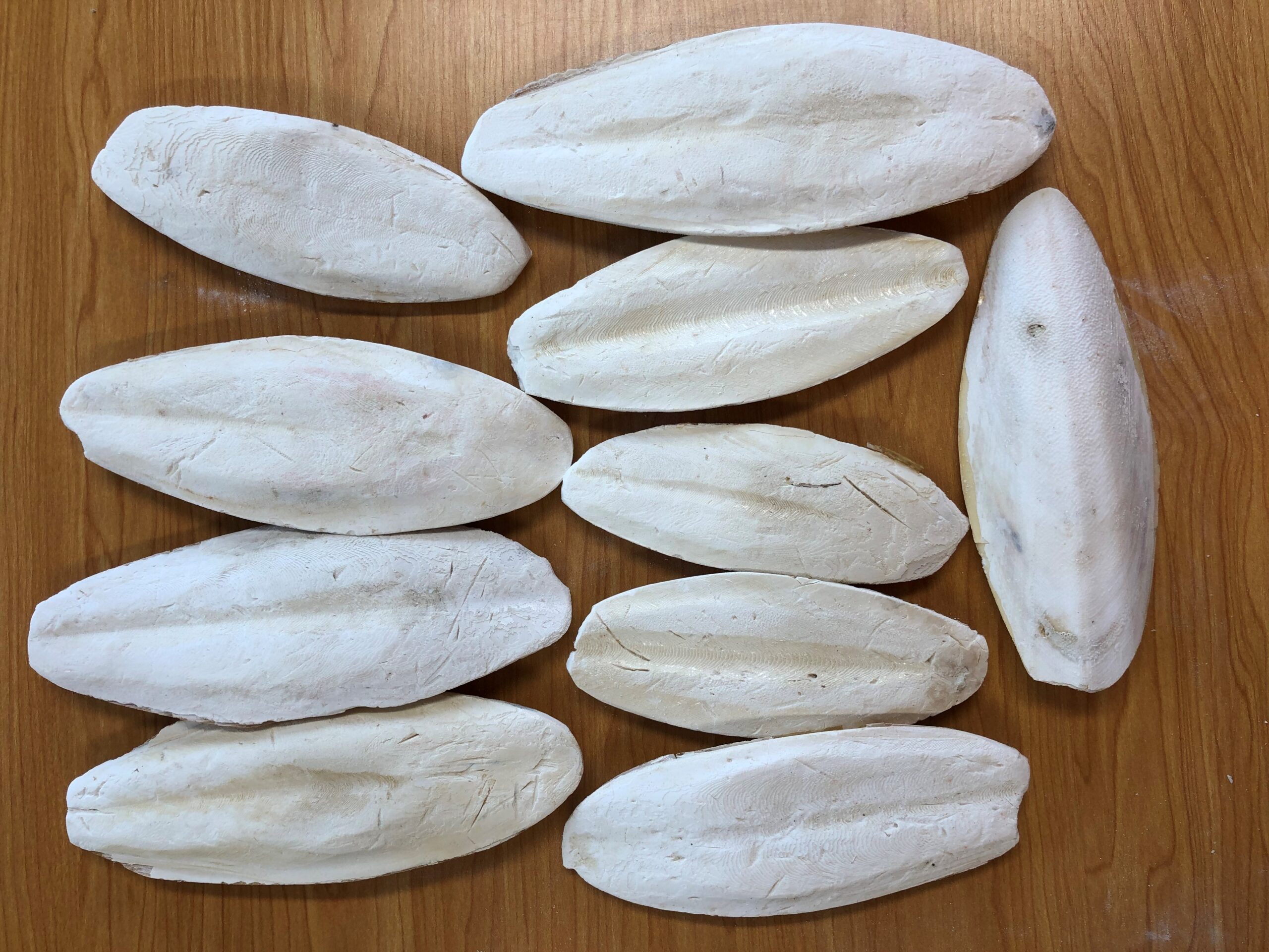 CUTTLEFISH 5 BONES – Seeds and Cereals