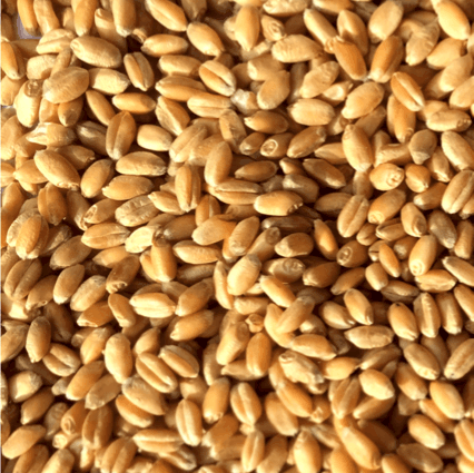 POULTRY – Seeds and Cereals
