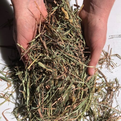 TIMOTHY HAY – Seeds & Cereals (2000) Ltd