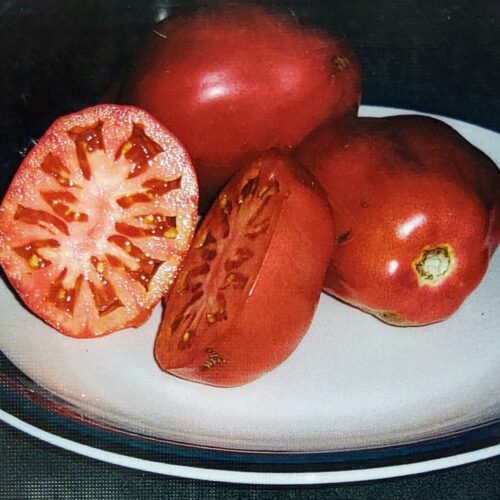 Tomato Plants – Seeds & Cereals (2000) Ltd