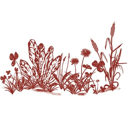 PASTURE PATCH (RYE/CLOVER MIX) – Seeds & Cereals (2000) Ltd