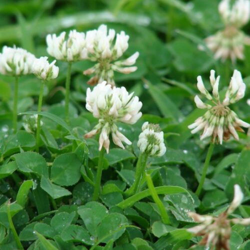 WHITE CLOVER 1KG – Seeds & Cereals (2000) Ltd